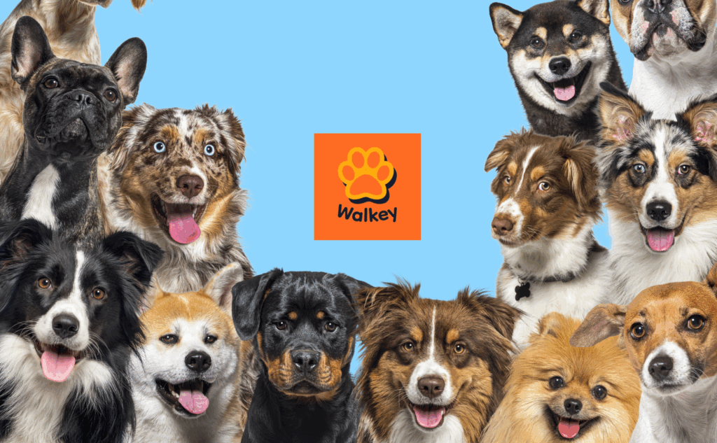 Українка запустила AI-платформу Walkey для власників собак | Scroll.media